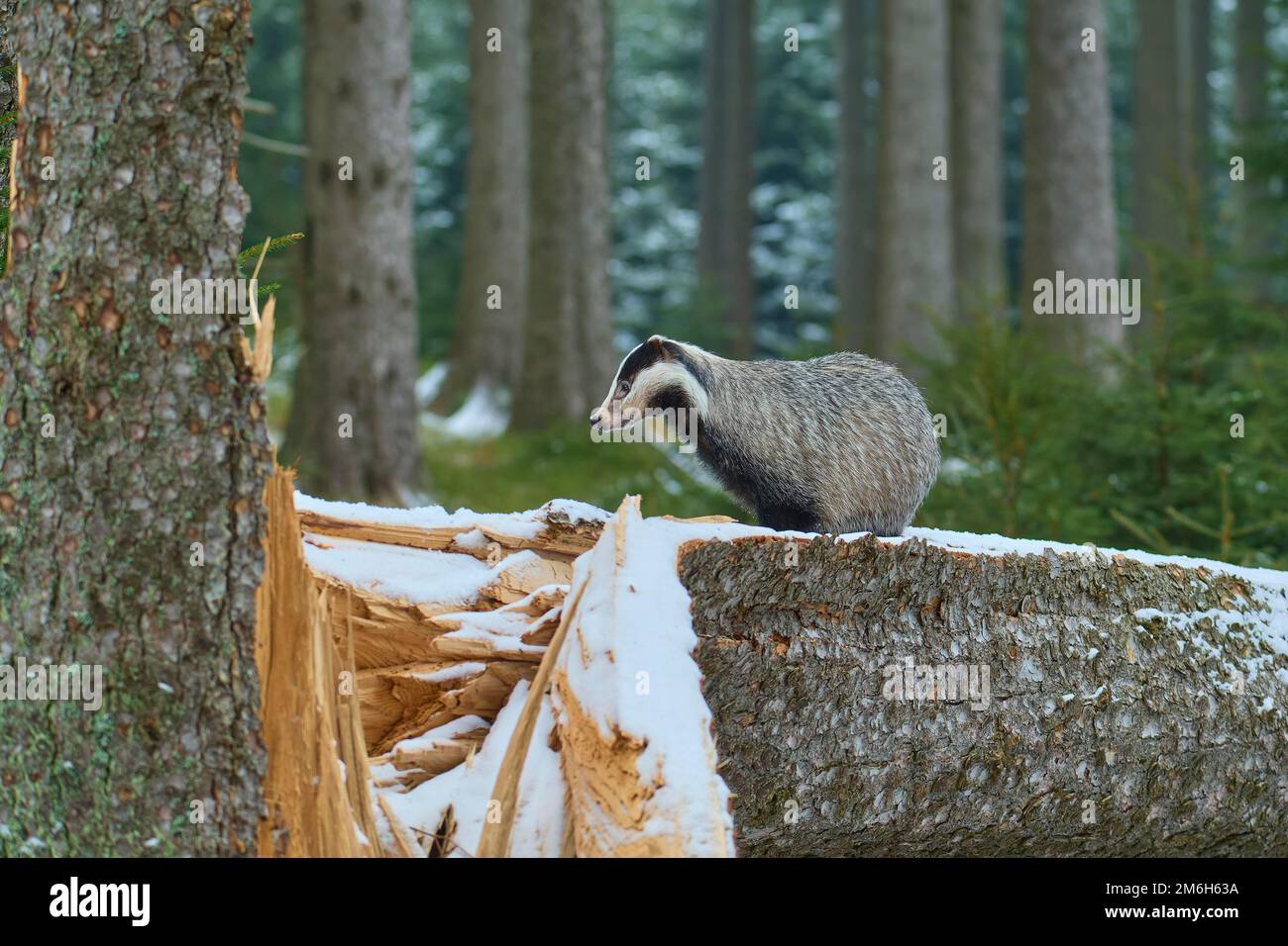 European badger (Meles meles), on tree trunk in winter Stock Photo - Alamy