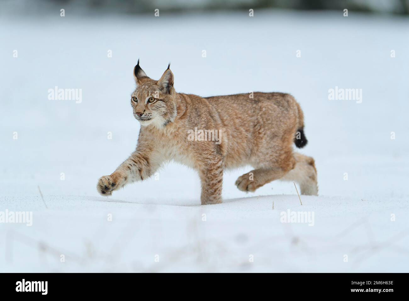 Eurasian lynx (Lynx lynx), running across snow-covered meadow, winter ...