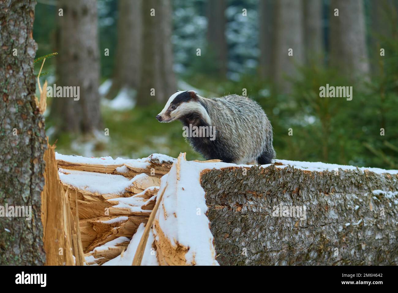 European badger (Meles meles), on tree trunk in winter Stock Photo - Alamy