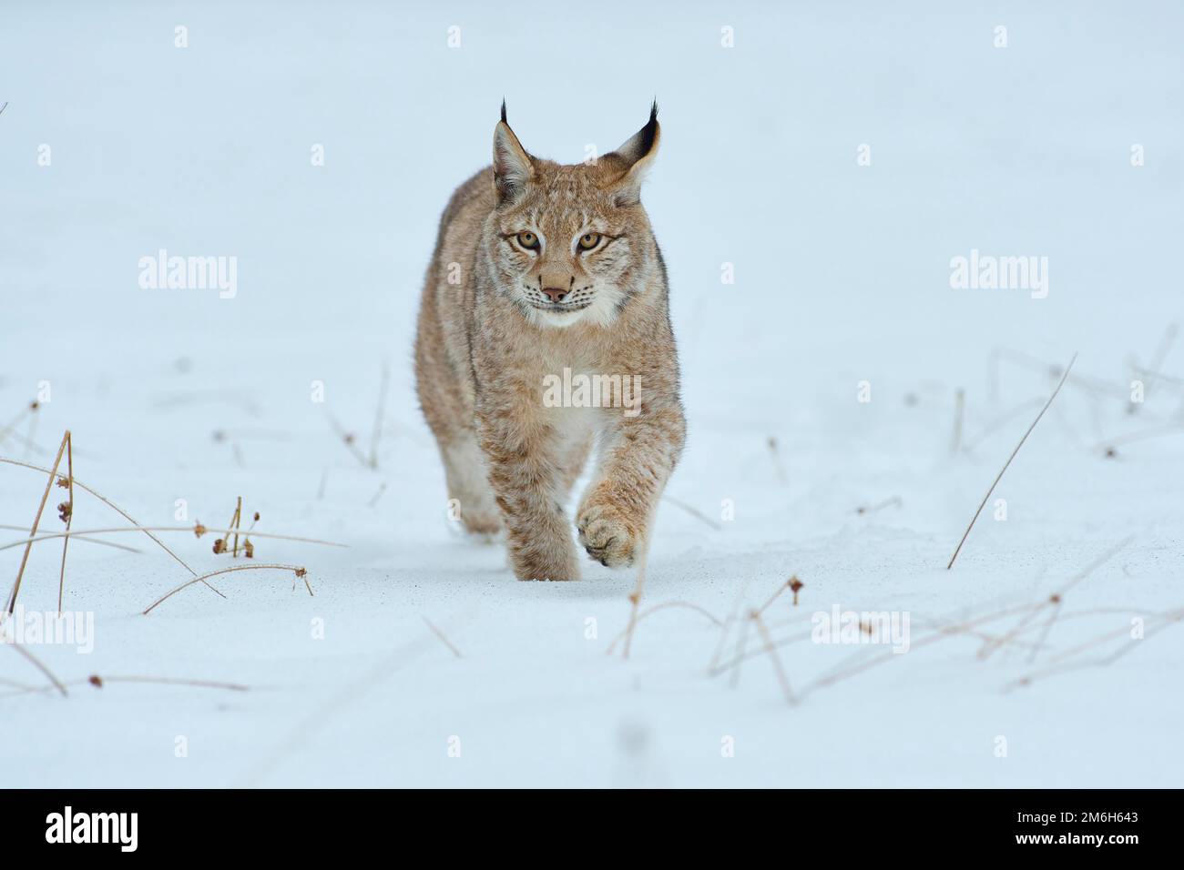 Eurasian lynx (Lynx lynx), running across snow-covered meadow, winter ...