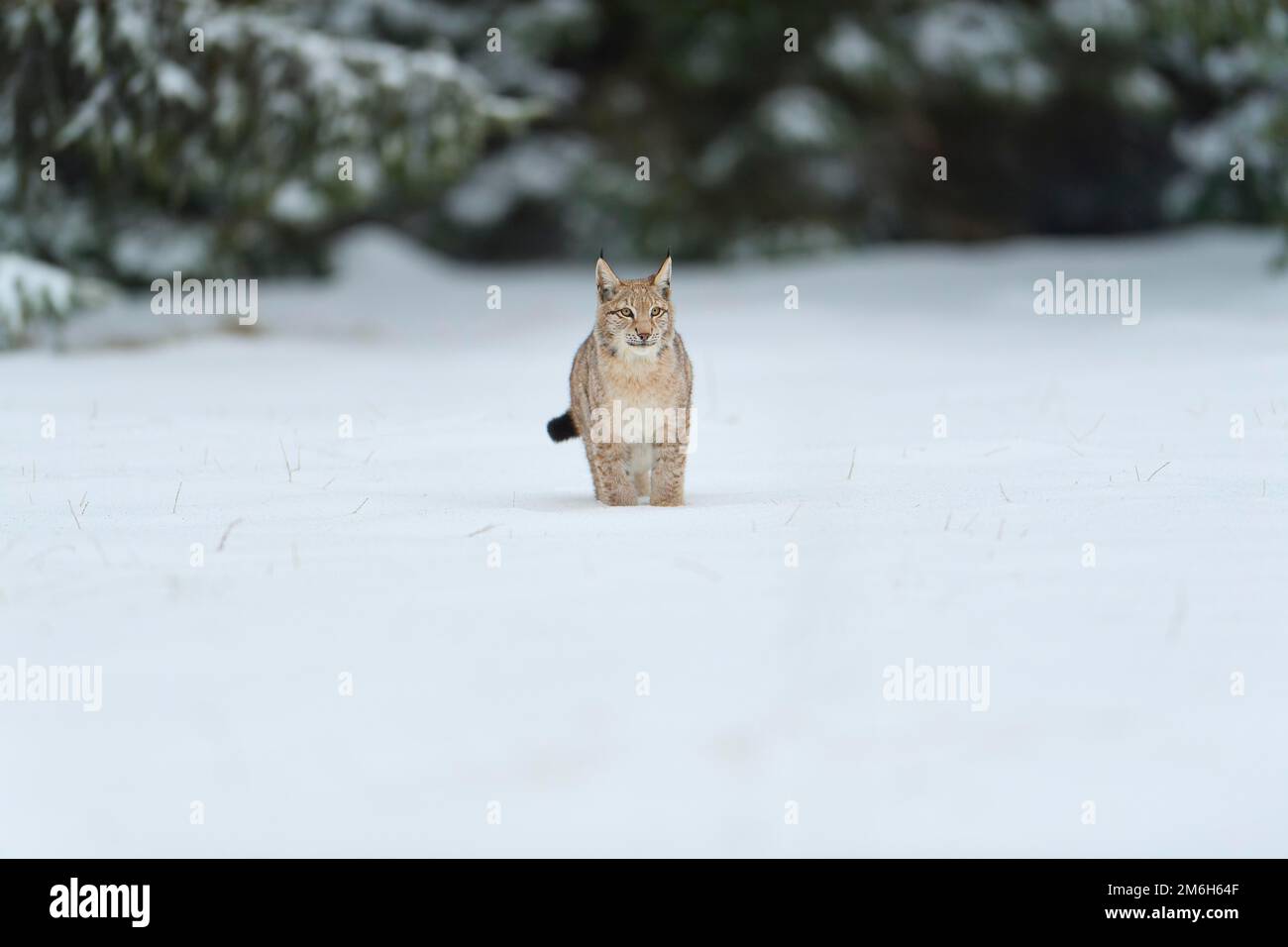 Eurasian lynx (Lynx lynx), standing in snow-covered meadow, winter ...