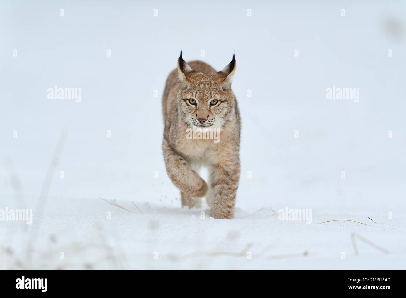 Eurasian lynx (Lynx lynx), running across snow-covered meadow, winter ...