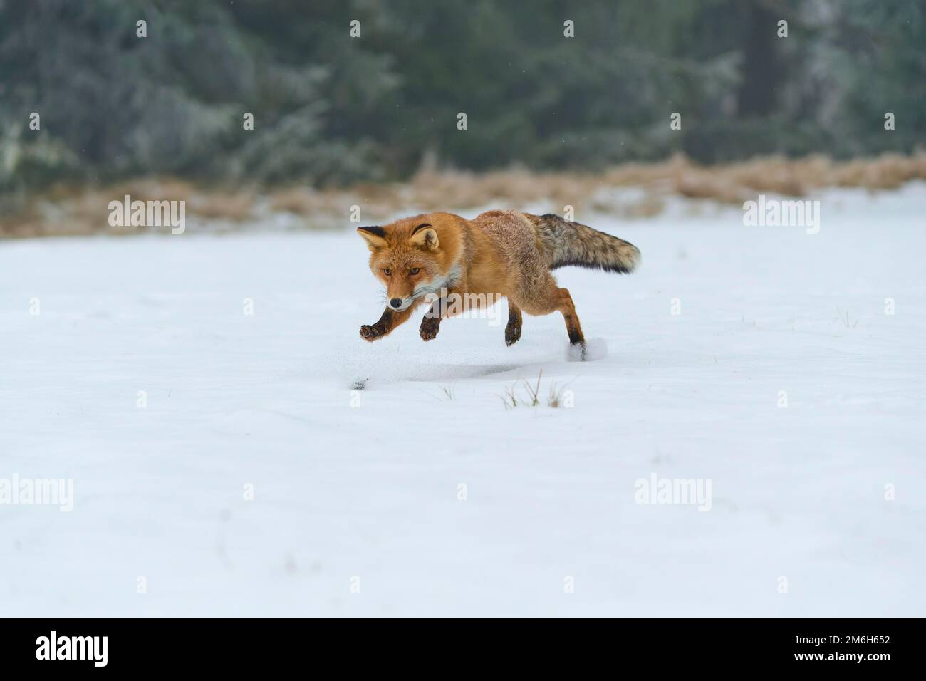 Red fox (Vulpes vulpes), jumps while catching mice on snow-covered ...