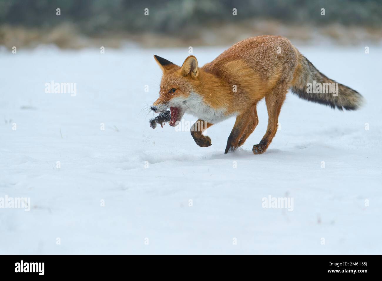 Red fox (Vulpes vulpes), with captured mouse on snow-covered meadow ...