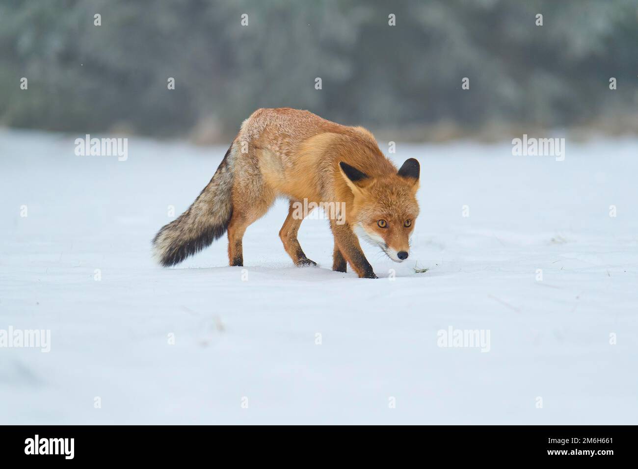 A fox and a mouse hi-res stock photography and images - Alamy