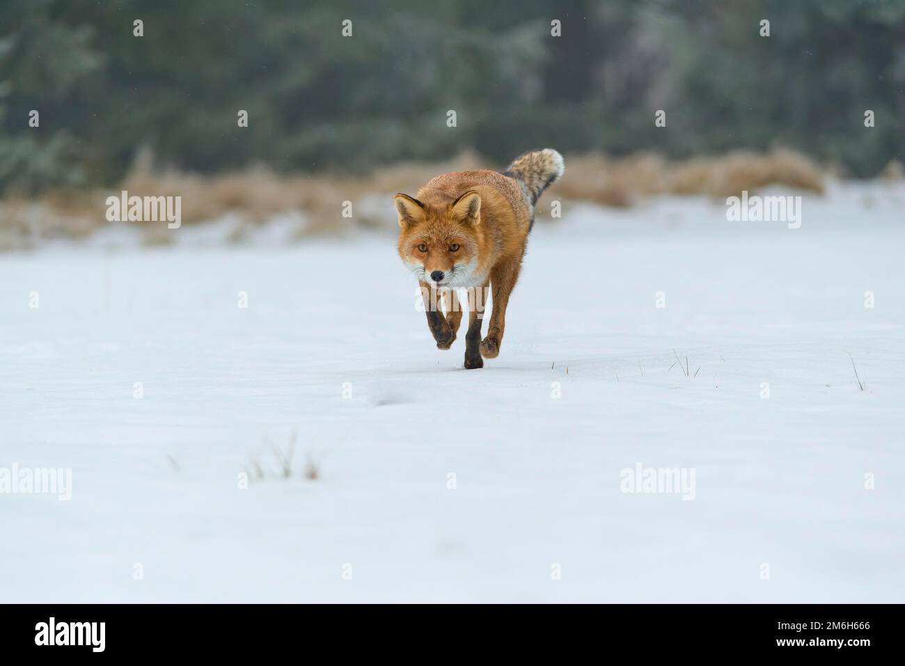 Mouse movement hi-res stock photography and images - Alamy