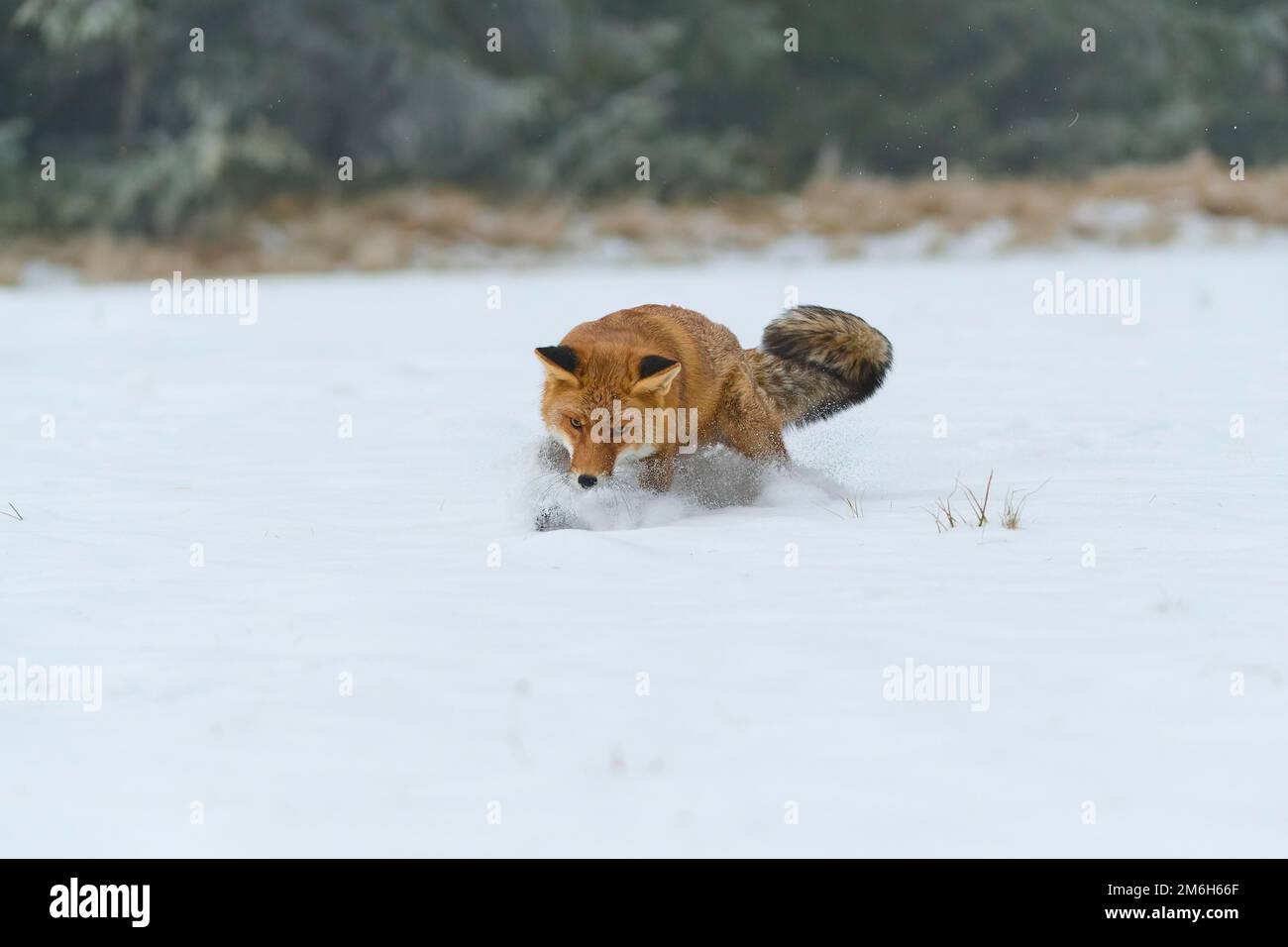 A fox and a mouse hi-res stock photography and images - Alamy