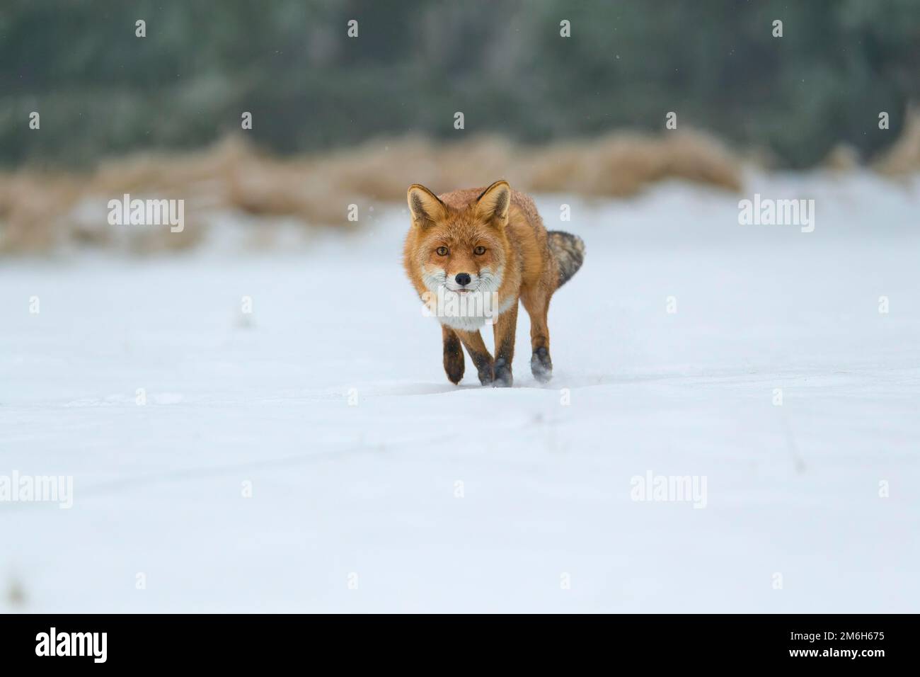 Red fox (Vulpes vulpes), running while catching mice on snow-covered ...