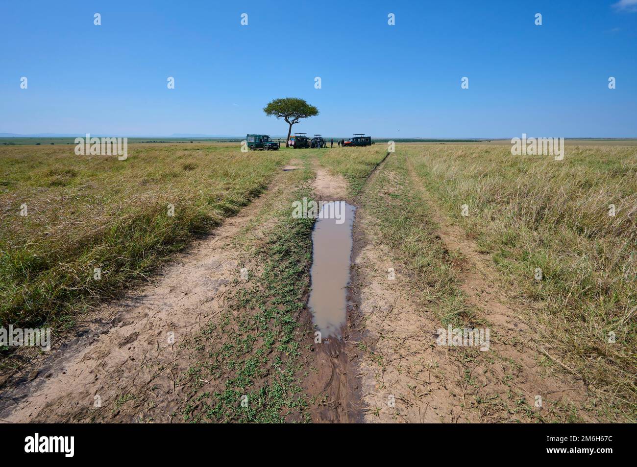 Savannah landscape with path and umbrella thorn acacia (umbrella acacia ...