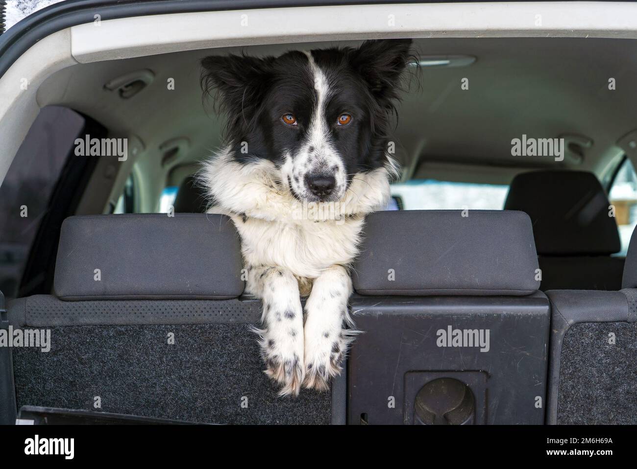 The dog is in the car. He looks out of the car with his paws folded ...