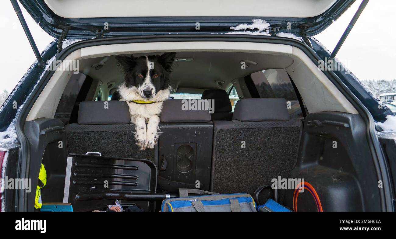 The dog is in the car. He looks out of the car with his paws folded ...