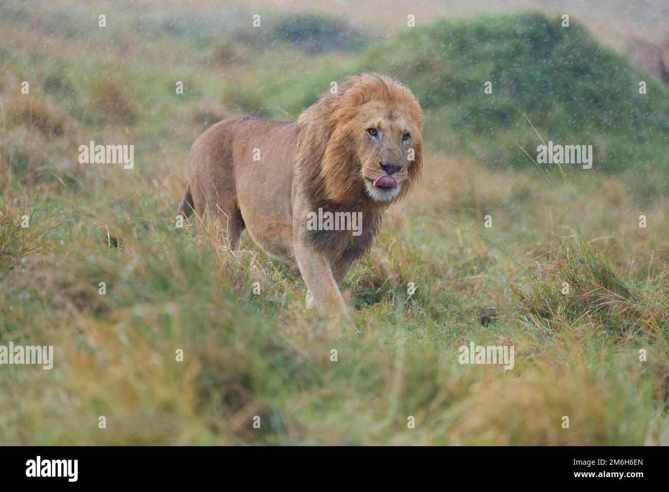 African lion (Panthera leo), male walking in the rain, Masai Mara ...