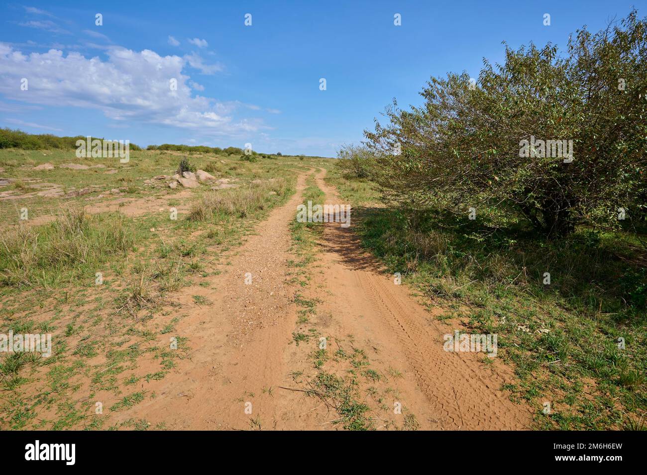Savannah landscape with path, Masai Mara National Reserve, Kenya Stock ...