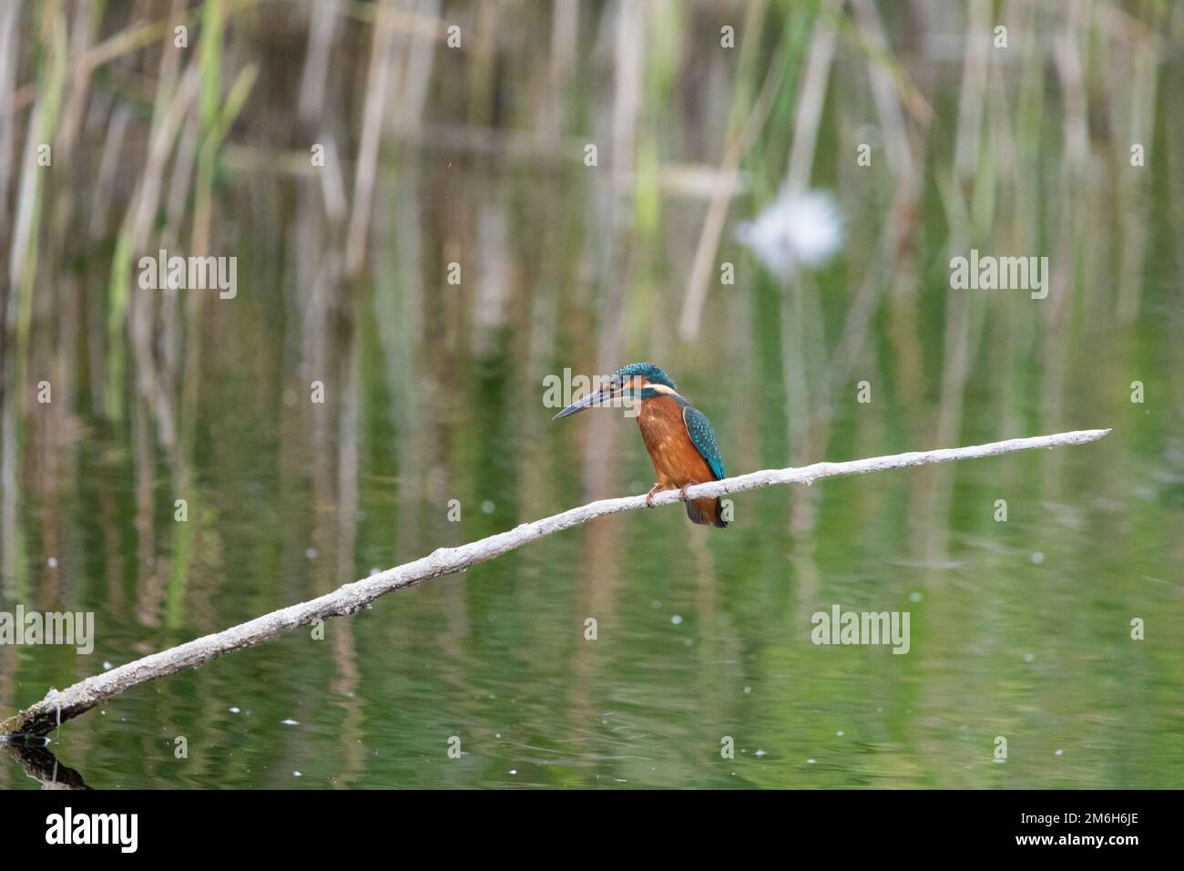 Wide angle shot of common kingfisher perched on a branch at Lakenheath ...