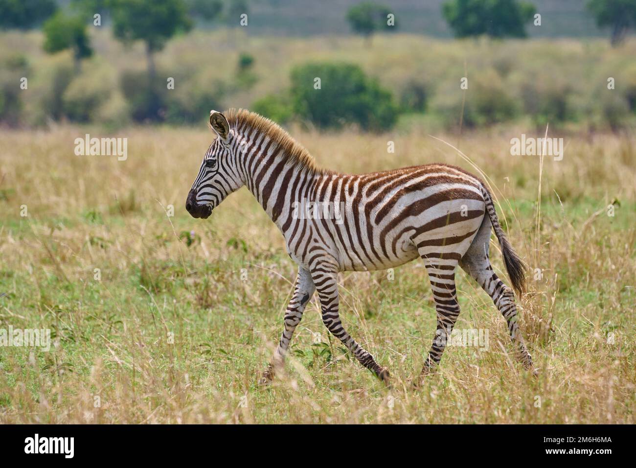 Plains zebra (Equus quagga), running in the savannah, Masai Mara National Reserve, Kenya Stock ...
