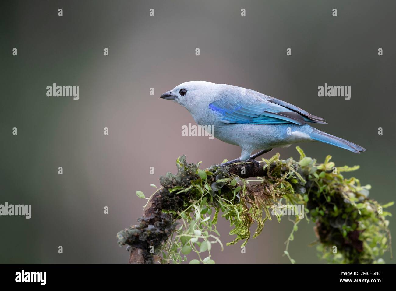 Blue (Thraupis episcopus) Tanager also called Bishop Tanager, Boca ...