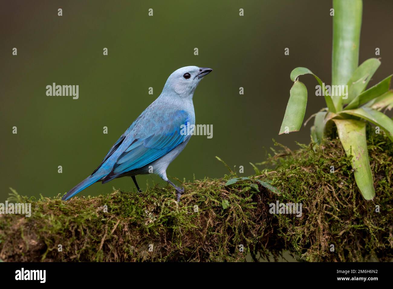 Blue Tanager also called blue-gray tanager (Thraupis episcopus) with ...