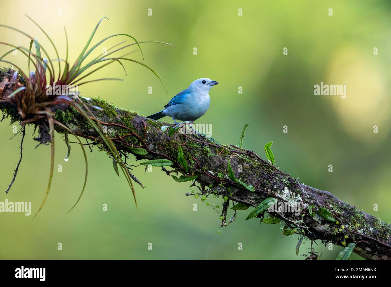 Blue Tanager also called blue-gray tanager (Thraupis episcopus) with ...