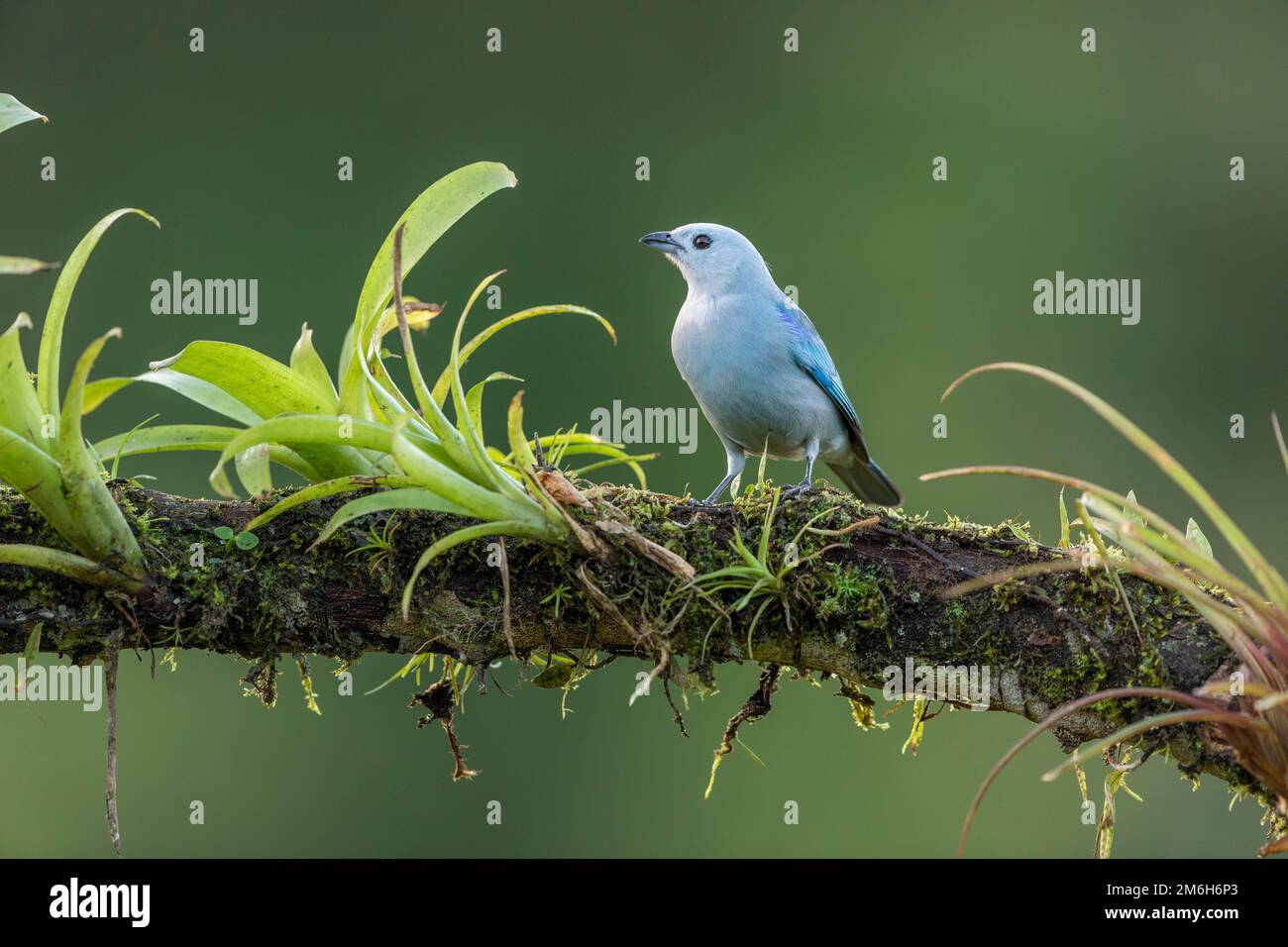 Blue Tanager also called blue-gray tanager (Thraupis episcopus) with ...