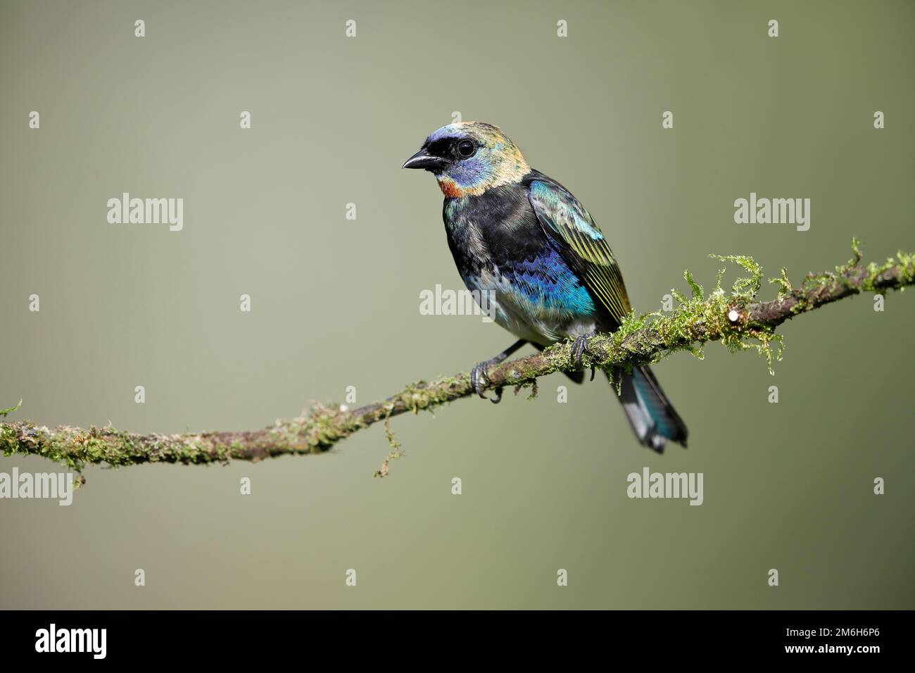 Golden-hooded tanager (Tangara larvata) on branch, Boca Tapada region ...