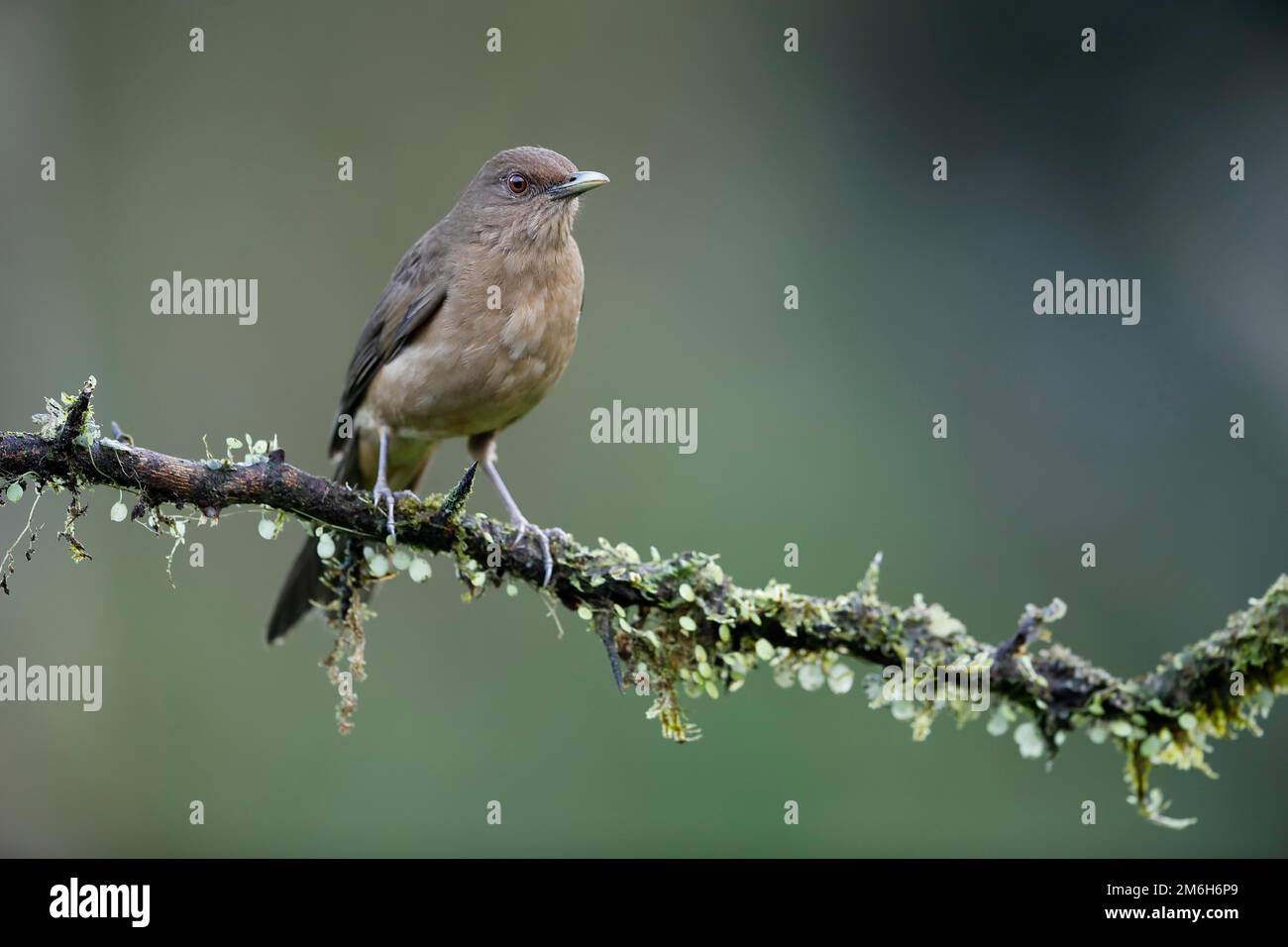 Clay-colored thrush (Turdus grayi) or Plain Thrush, the national bird ...