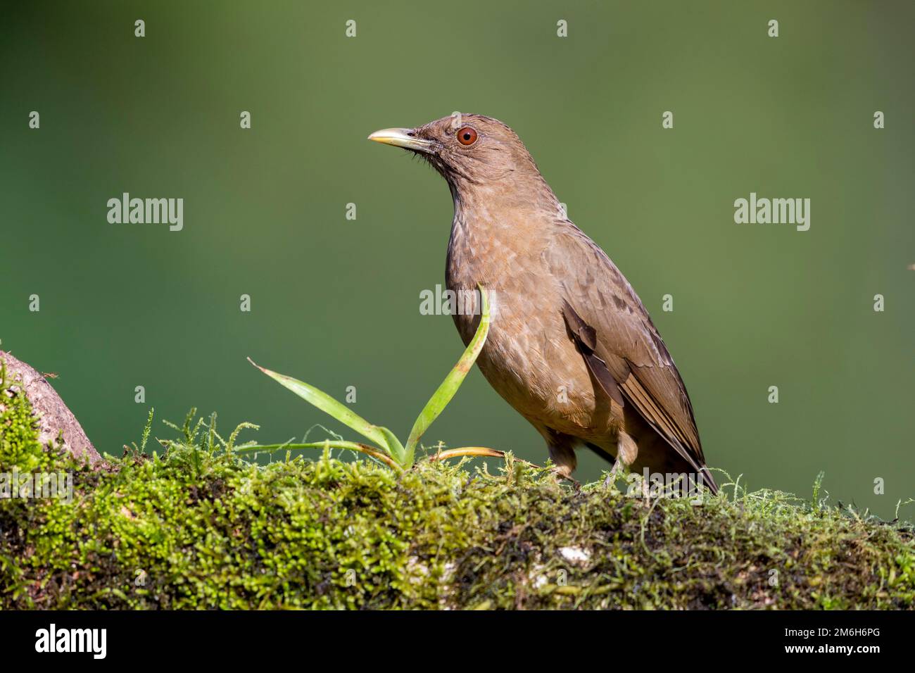 Clay-colored thrush (Turdus grayi) or Plain Thrush, the national bird ...