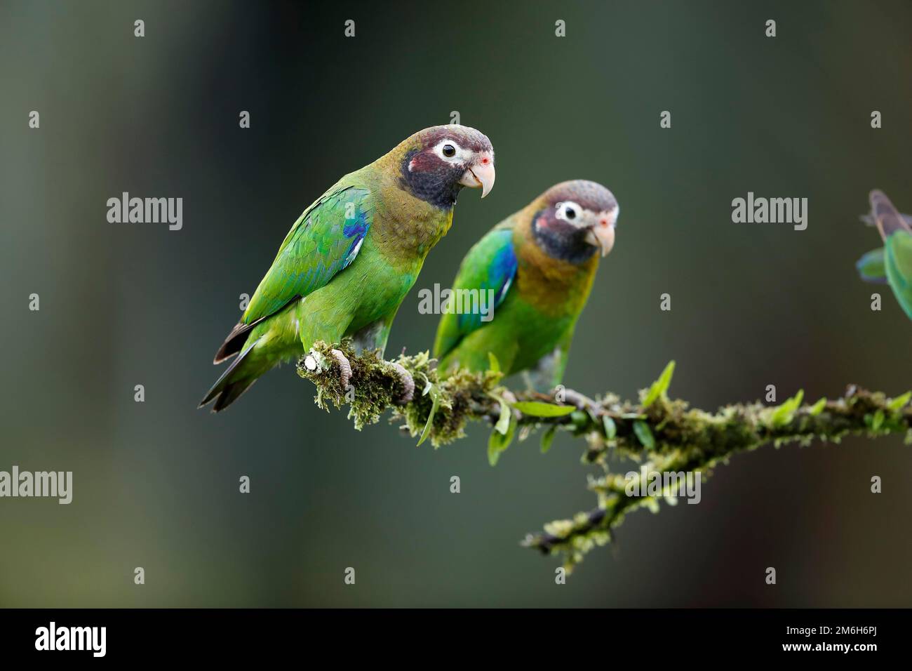 2 brown-hooded parrot (Pyrilia haematotis) on branch, Boca Tapada ...