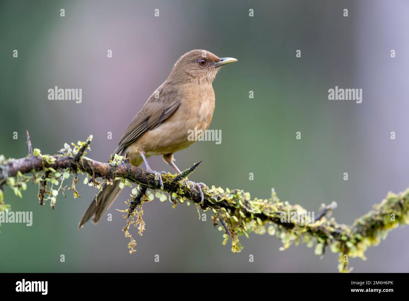 Clay-colored thrush (Turdus grayi) or Plain Thrush, the national bird ...