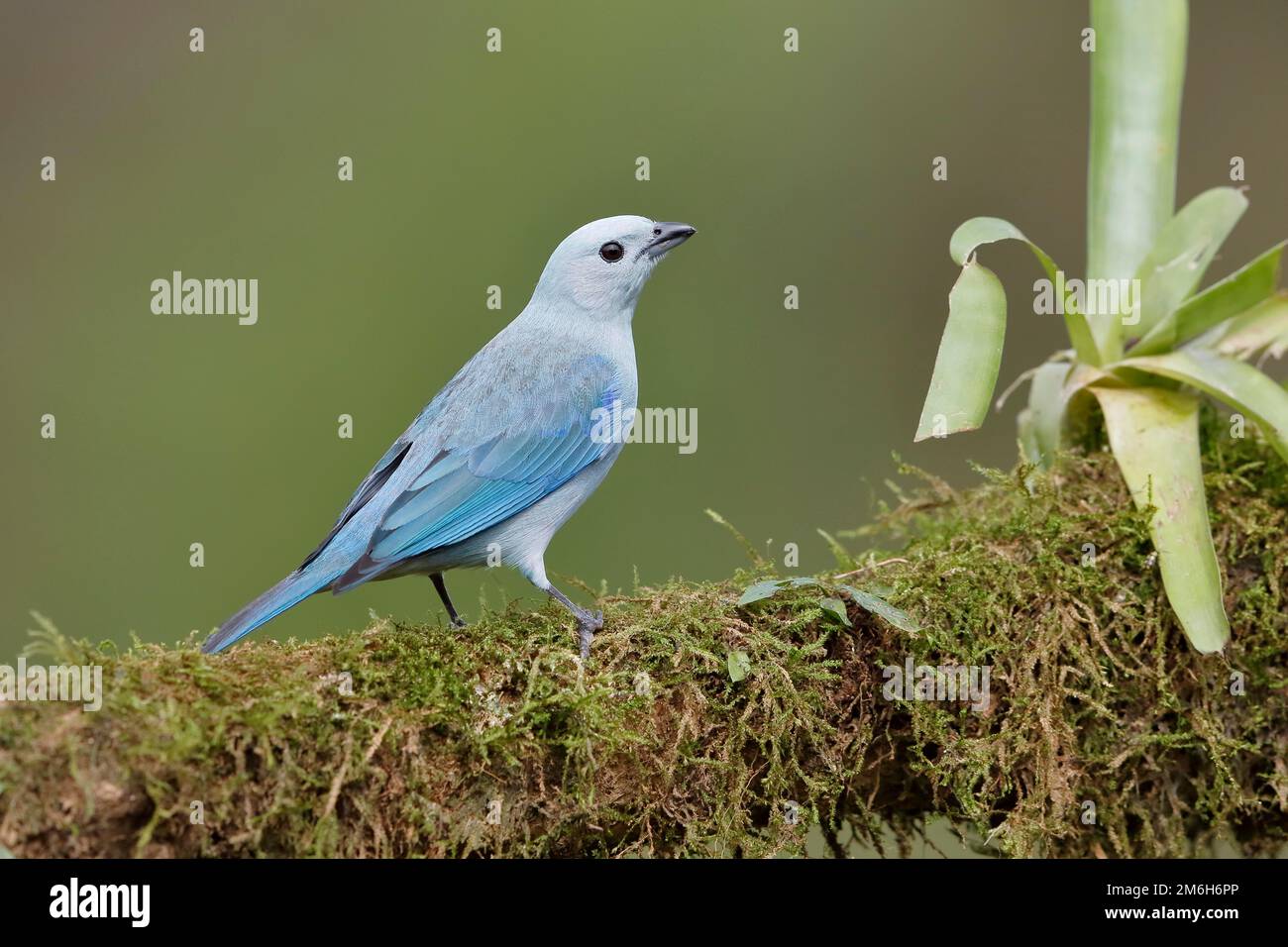 Blue Tanager also called blue-gray tanager (Thraupis episcopus) with ...