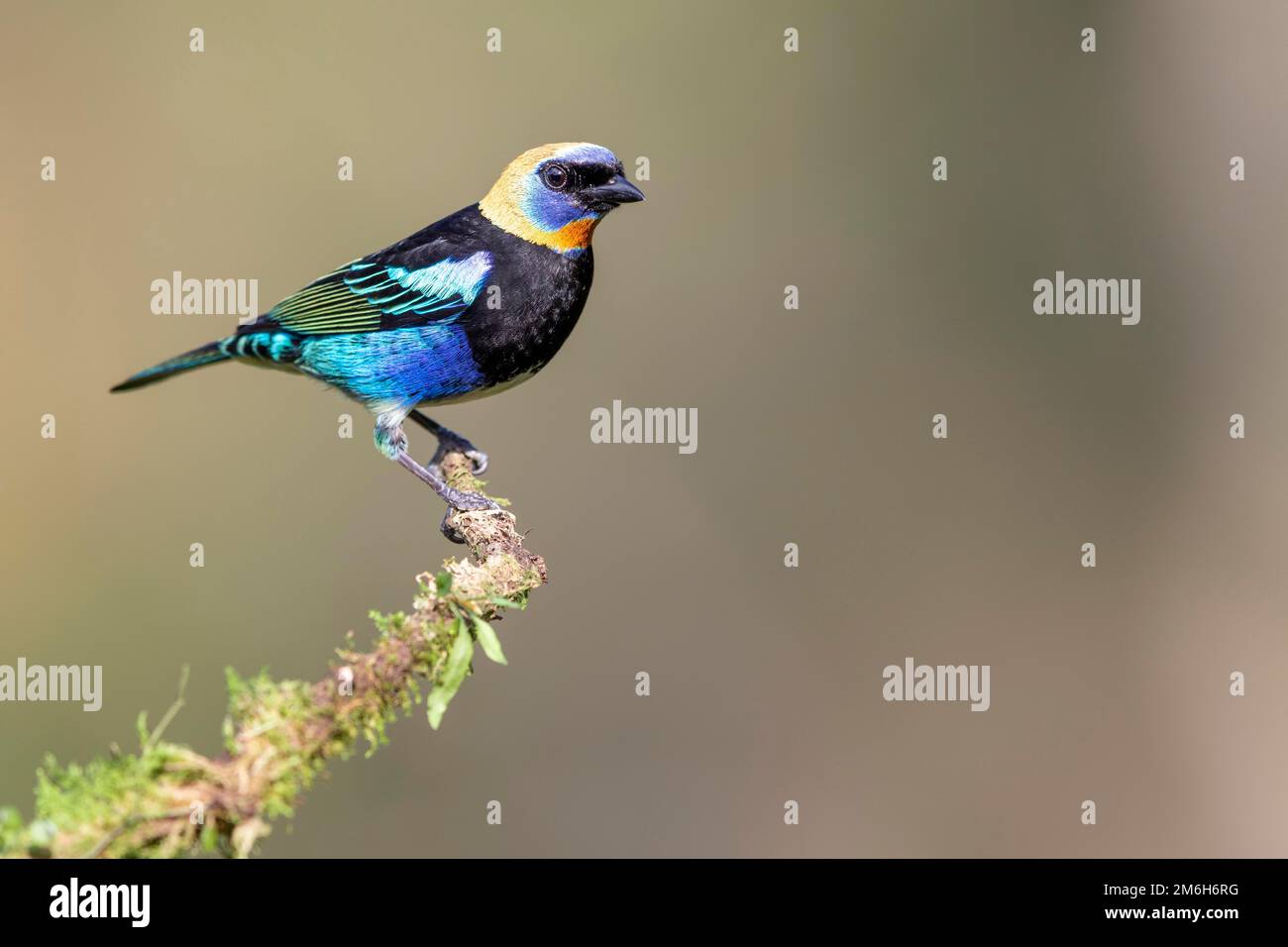 Golden-hooded tanager (Tangara larvata) on branch, Boca Tapada region ...