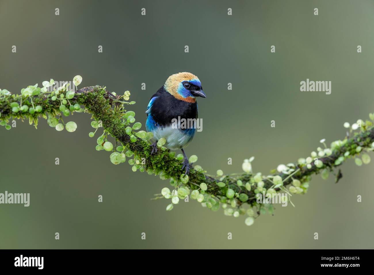 Golden-hooded tanager (Tangara larvata) on branch with vegetation, Boca ...