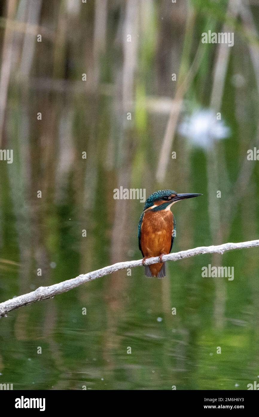 Wide angle shot of common kingfisher perched on a branch at Lakenheath ...