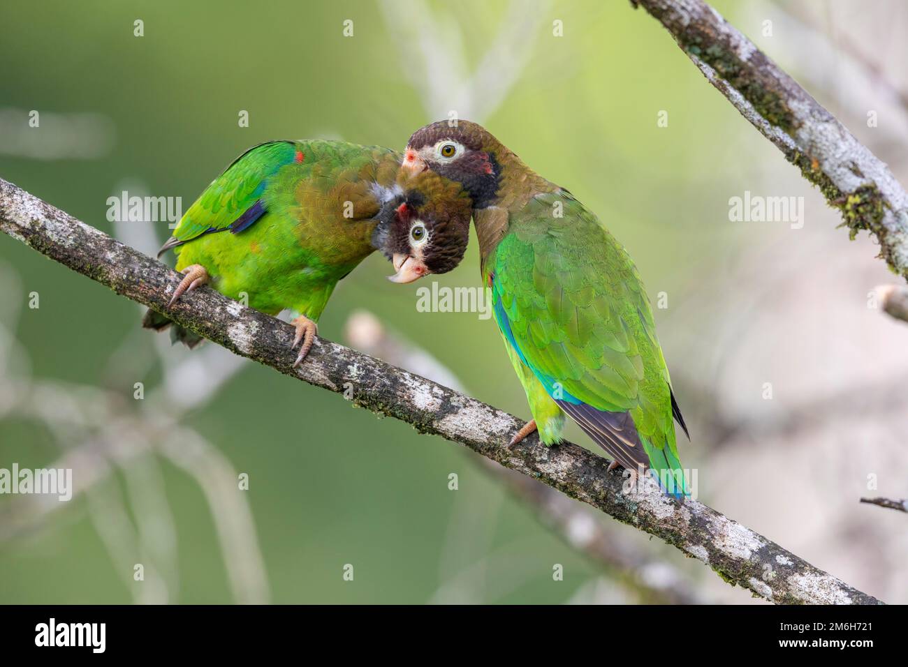 Brown-hooded parrot (Pyrilia haematotis) a pair with tenderness on ...