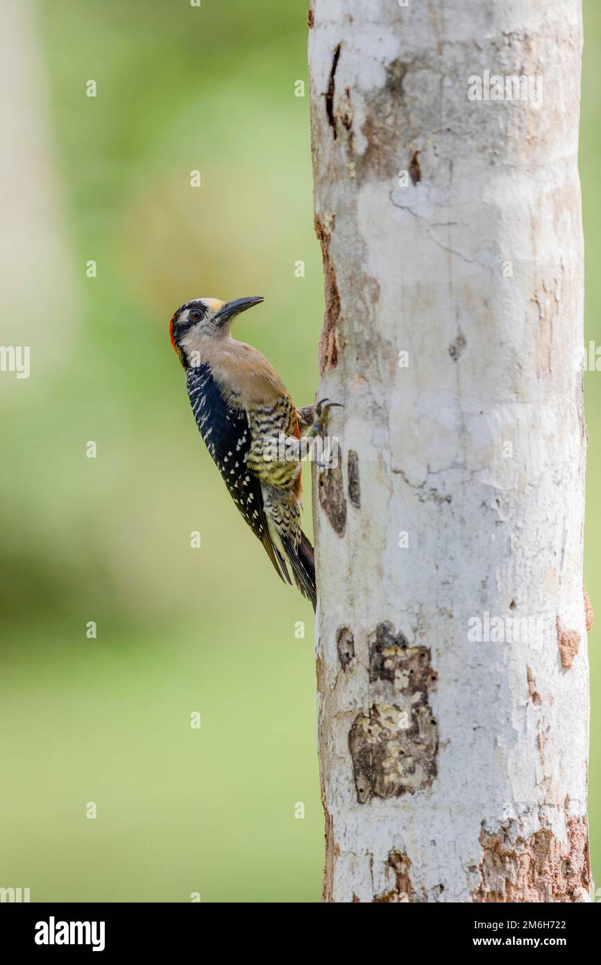 Black-cheeked woodpecker (Melanerpes pucherani) on a vertical palm tree ...
