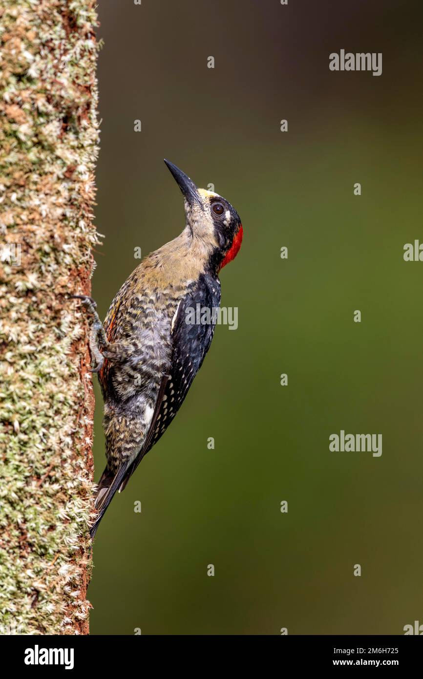 Black-cheeked woodpecker (Melanerpes pucherani) on vertical tree, Boca ...