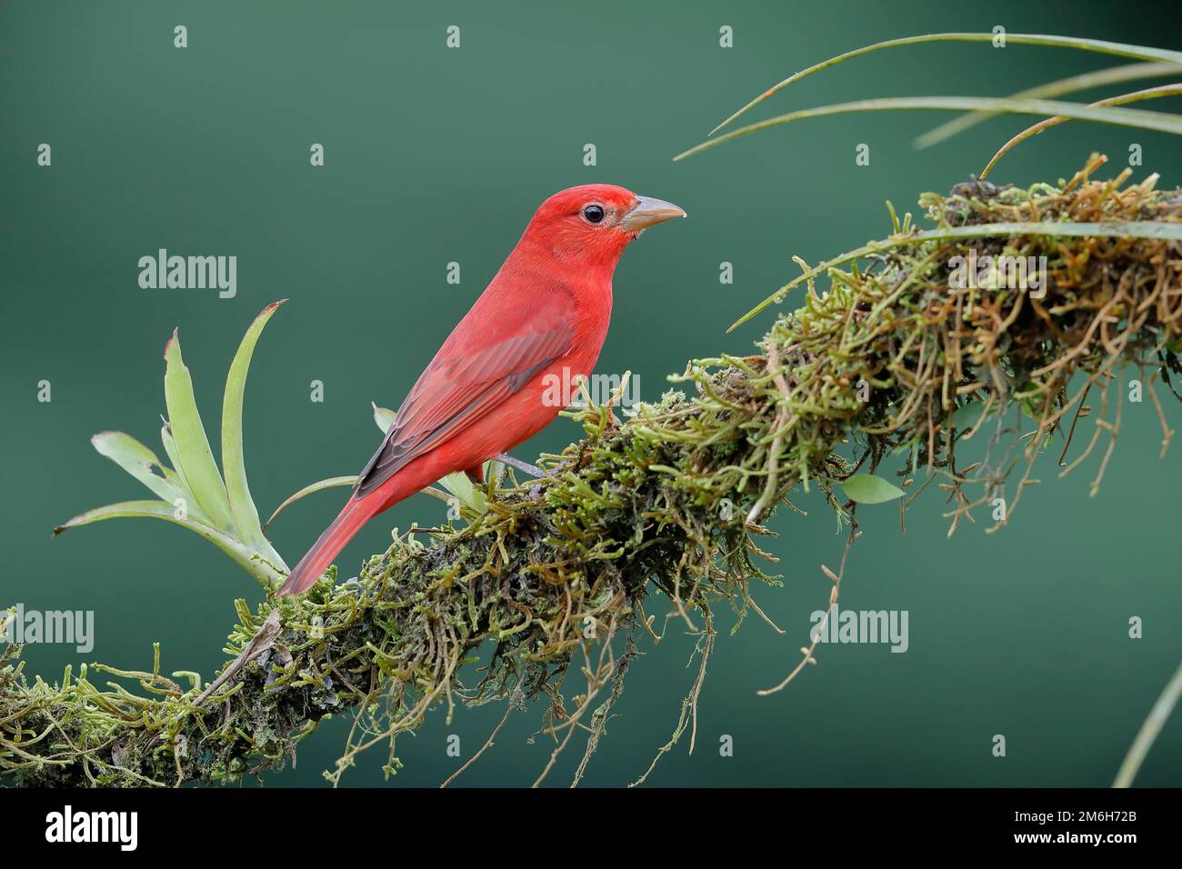 Summer tanager (Piranga rubra), a red tanager, on branch with bromeliad ...