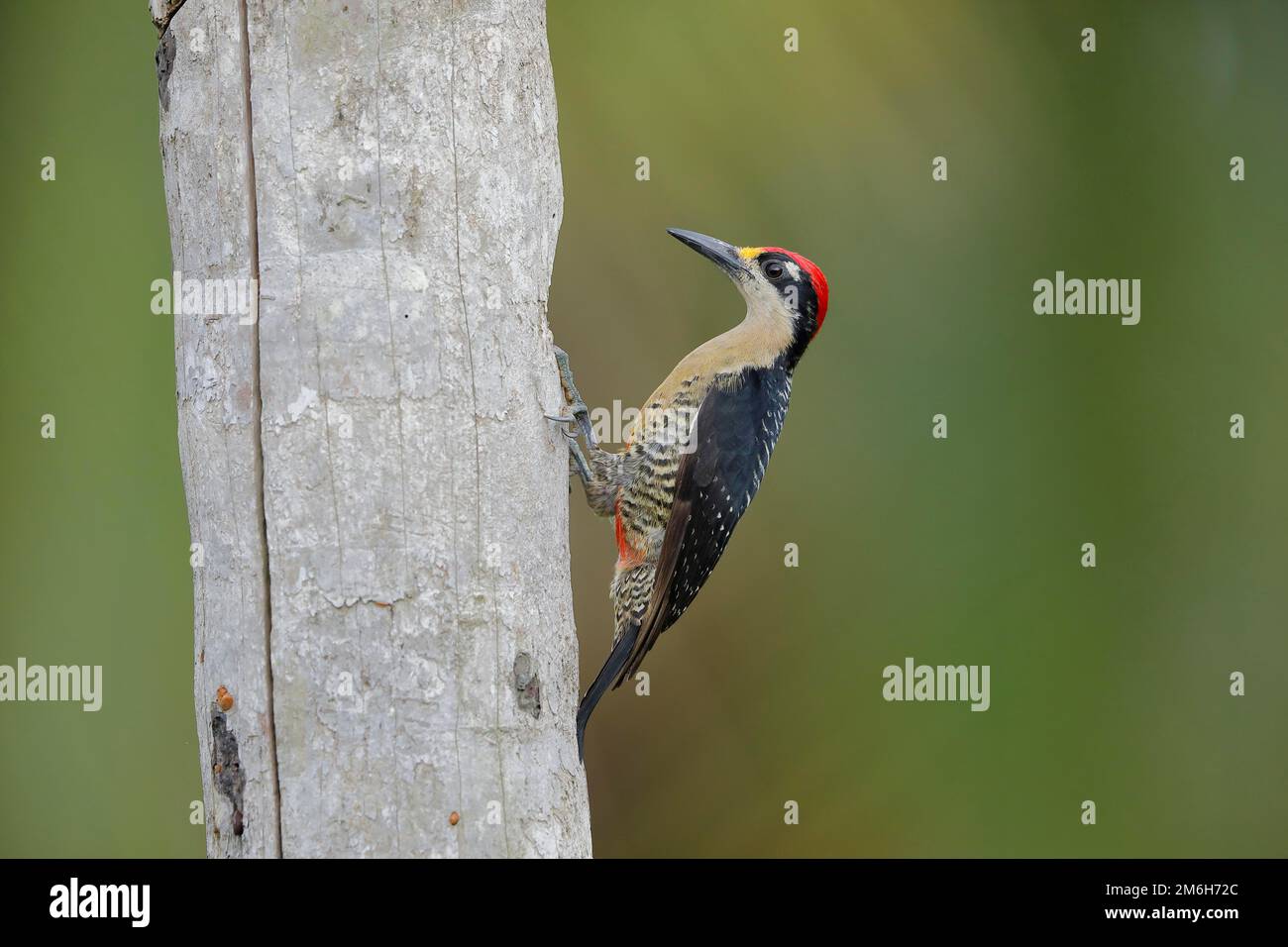 Black-cheeked woodpecker (Melanerpes pucherani) on a vertical palm tree ...