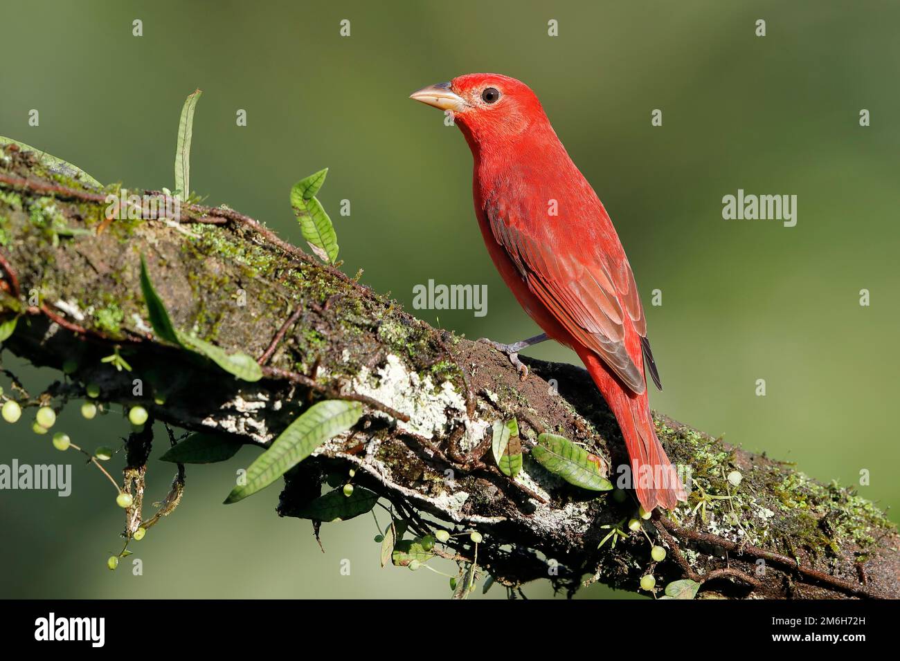 Summer tanager (Piranga rubra), a red tanager, on branch with bromeliad ...