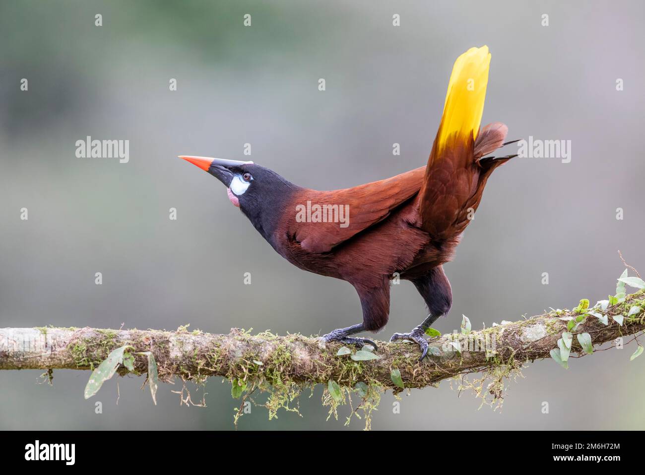 Montezuma Oropendola (Psarocolius montezuma), male, Boca Tapada region ...