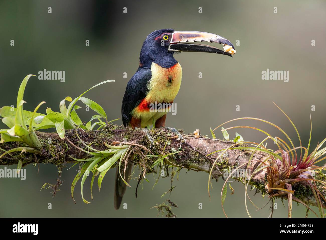 Collared aracari (Pteroglossus torquatus) with piece of banana, Boca ...