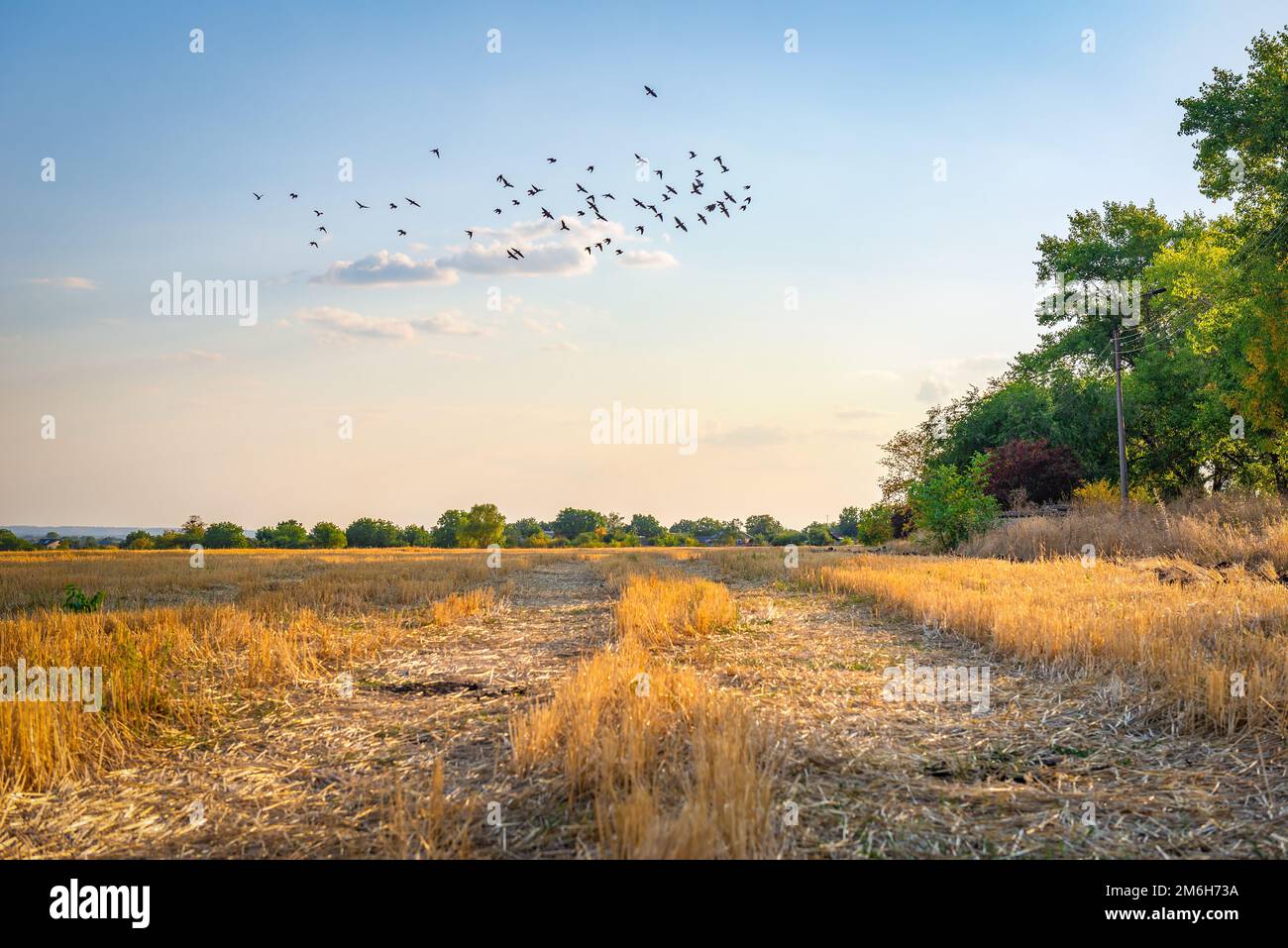 Birds over field Stock Photo - Alamy