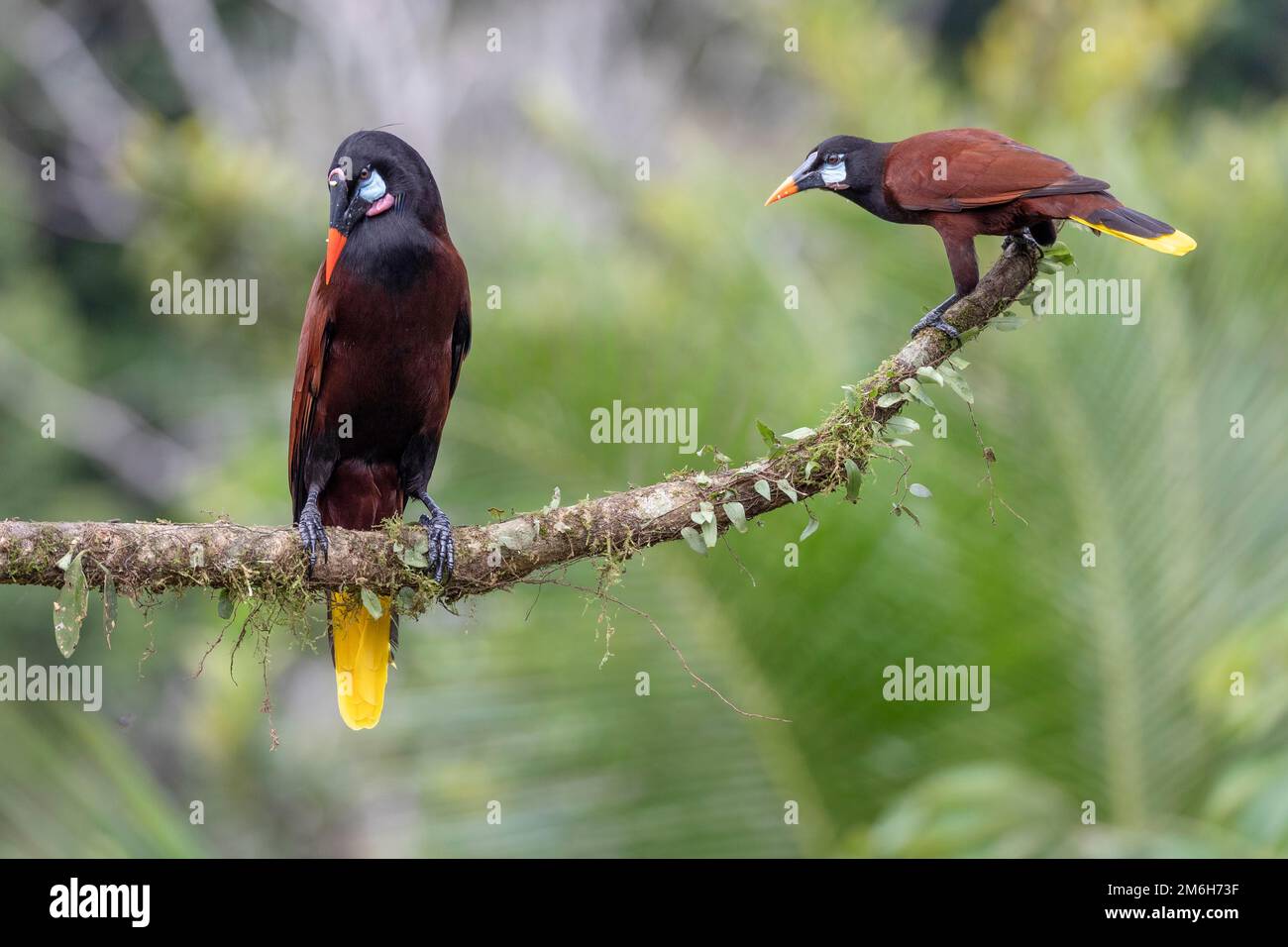 Montezuma Oropendola (Psarocolius montezuma), male and female, on ...