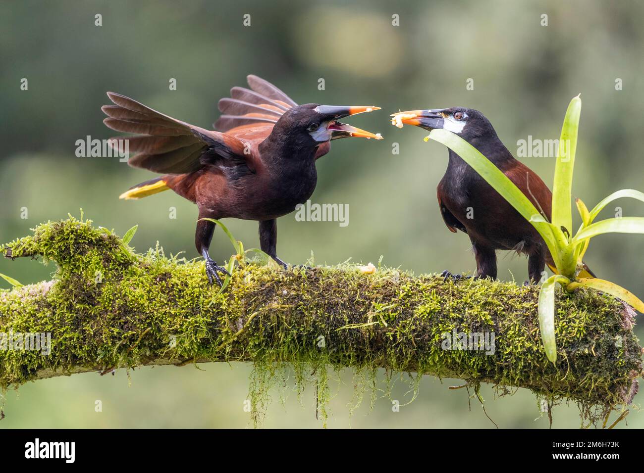 Montezuma Oropendola (Psarocolius montezuma), female feeding young ...