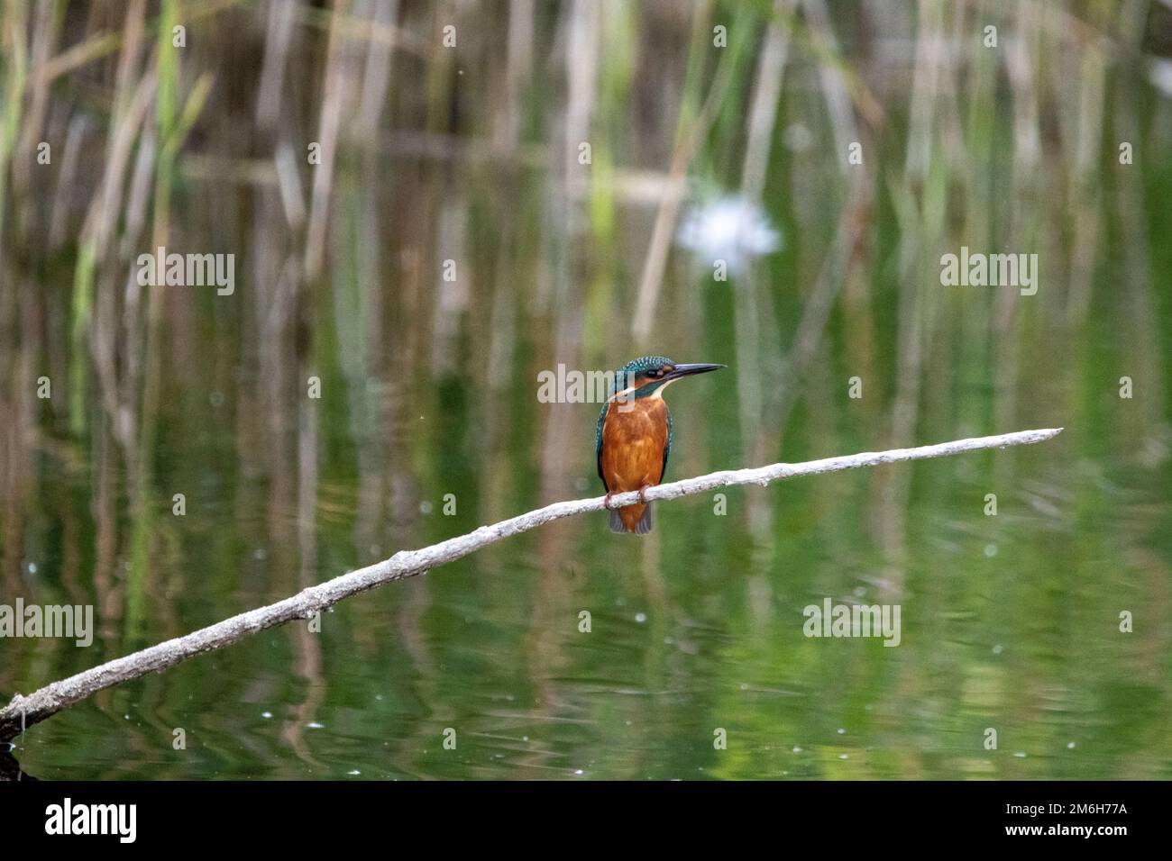 Wide angle shot of common kingfisher perched on a branch at Lakenheath ...