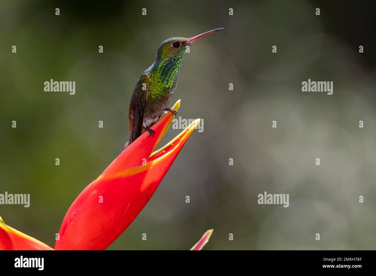 Heliconia hummingbird hi-res stock photography and images - Alamy