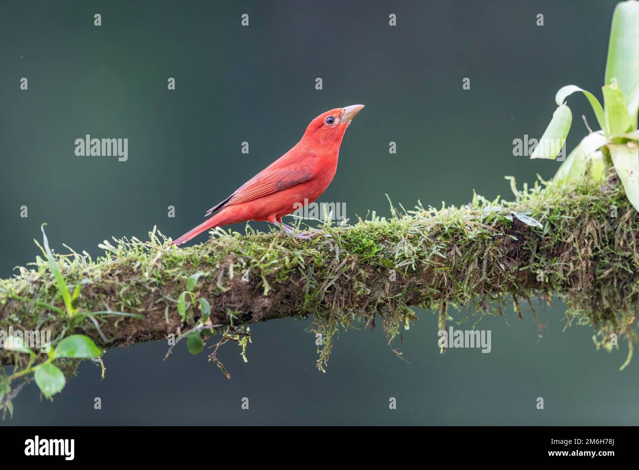 Summer tanager (Piranga rubra), a red tanager, on branch with bromeliad ...