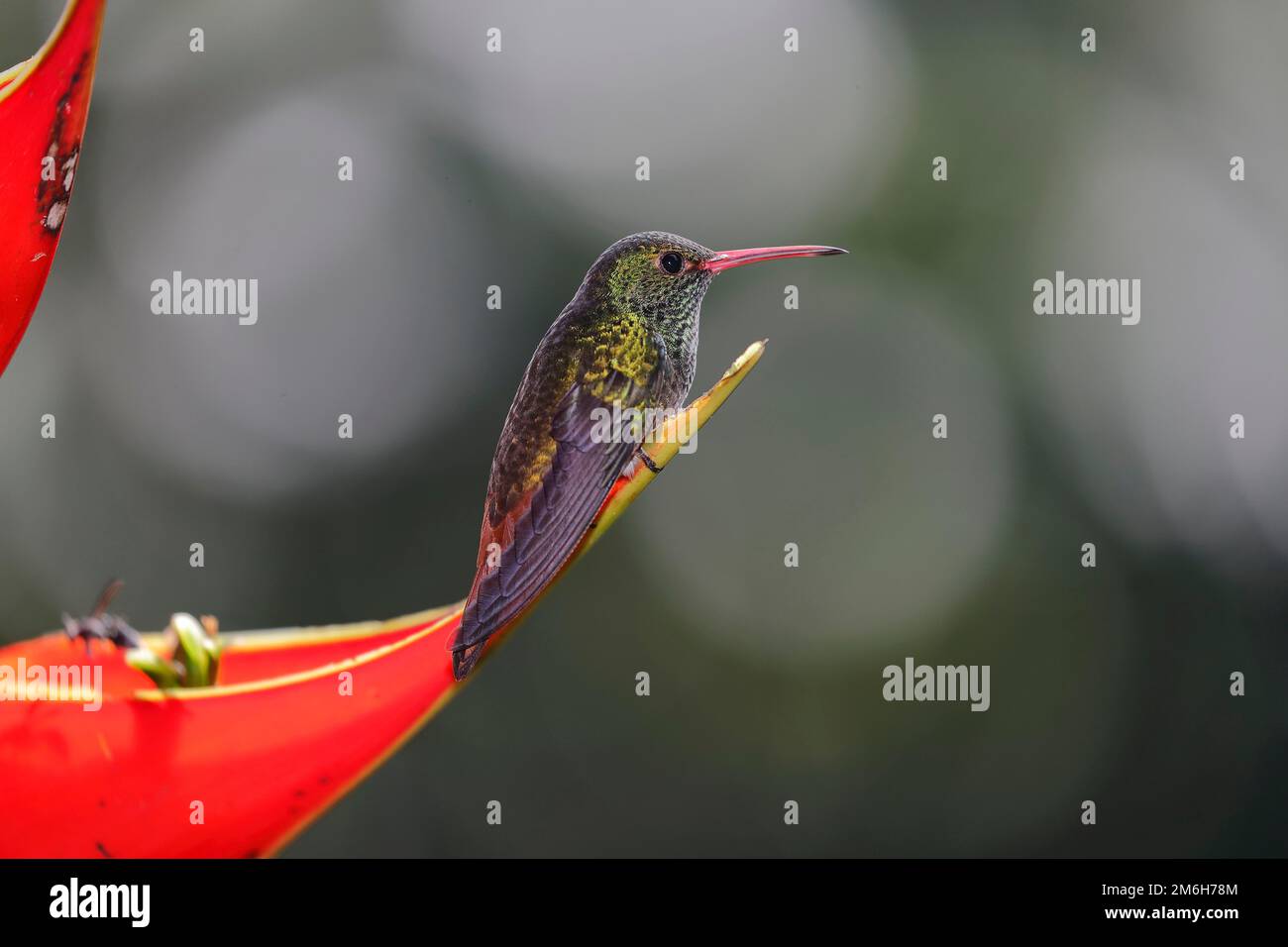 Heliconia hummingbird hi-res stock photography and images - Alamy