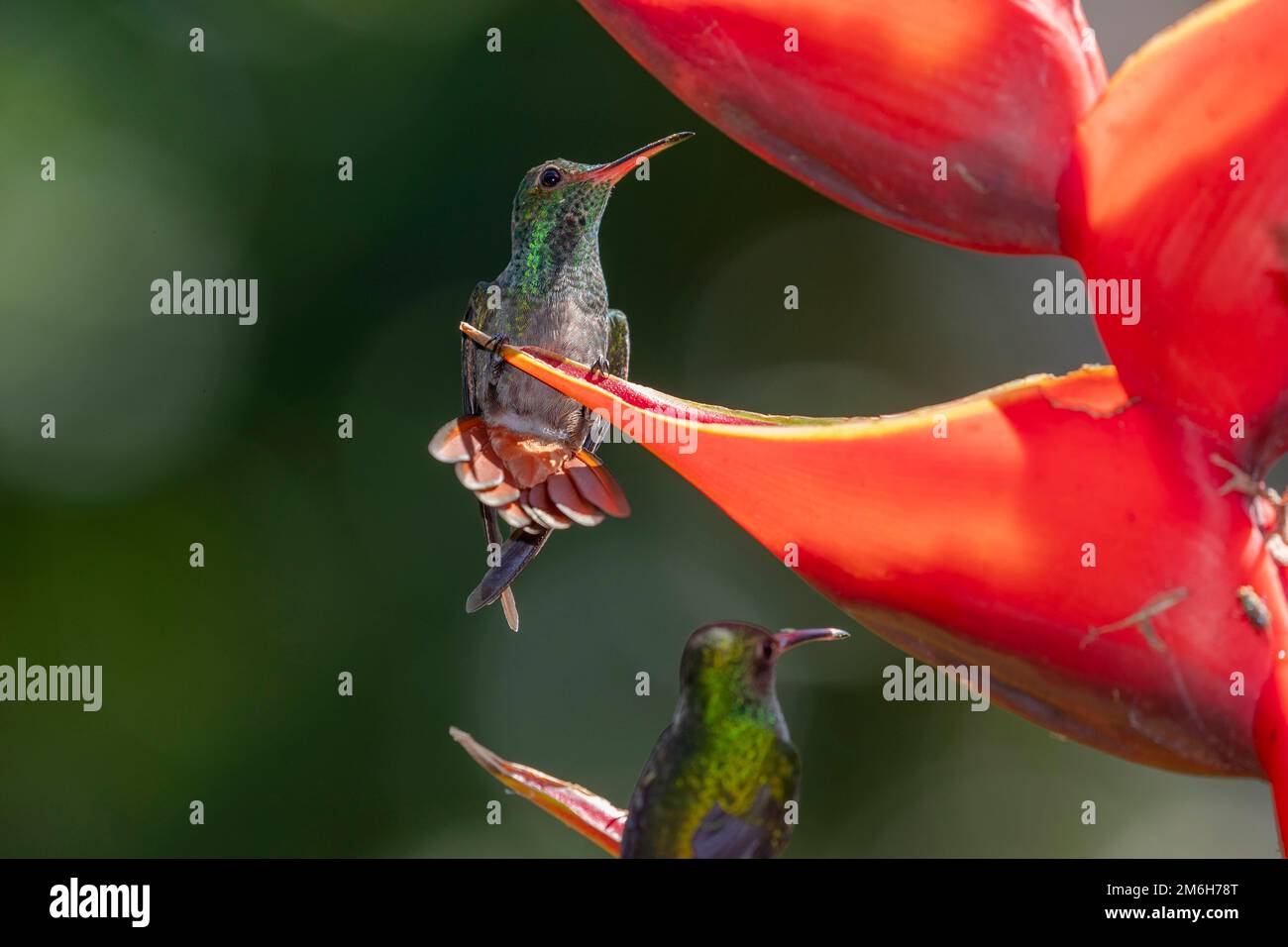 Rufous-tailed hummingbird (Amazilia tzacatl) on scarlet lobster-claw ...