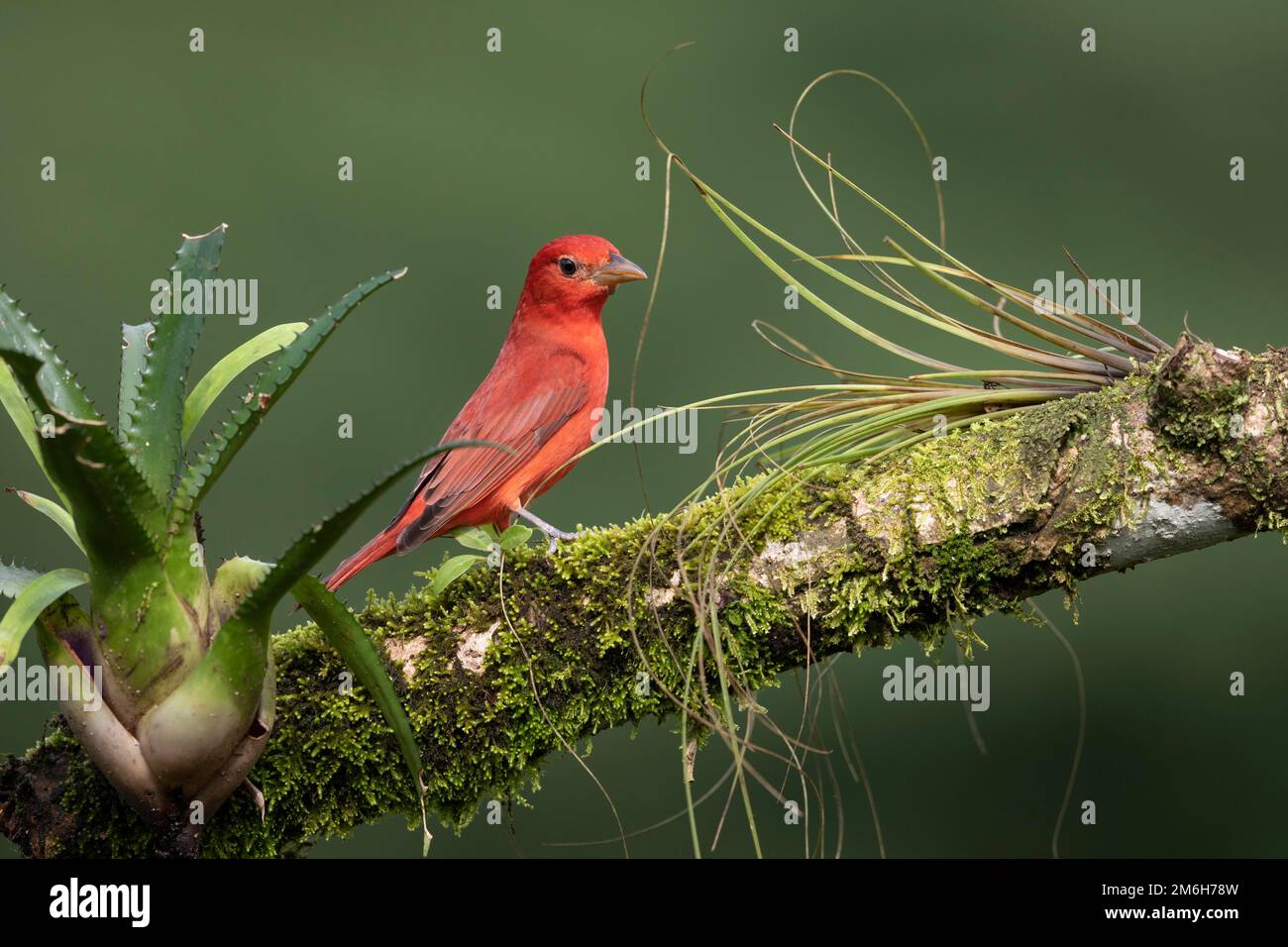 Summer tanager (Piranga rubra), a red tanager, on branch with bromeliad ...