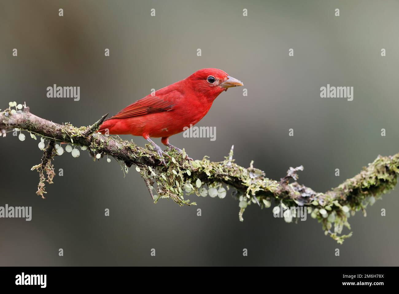 Summer tanager (Piranga rubra), a red tanager, on branch, Boca Tapada ...